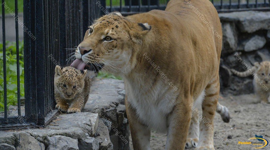 Tehran Zoo | Persian Touring