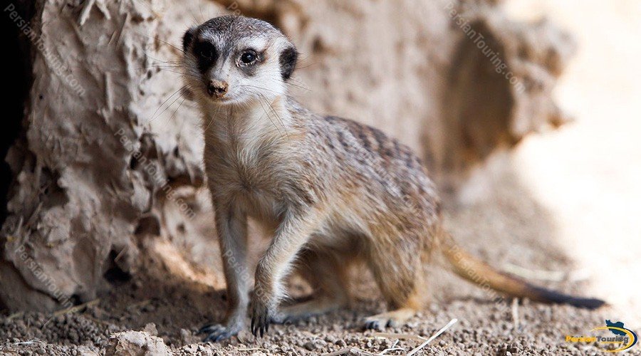 Tehran Zoo | Persian Touring